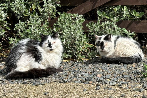 Willows Animal Sanctuary